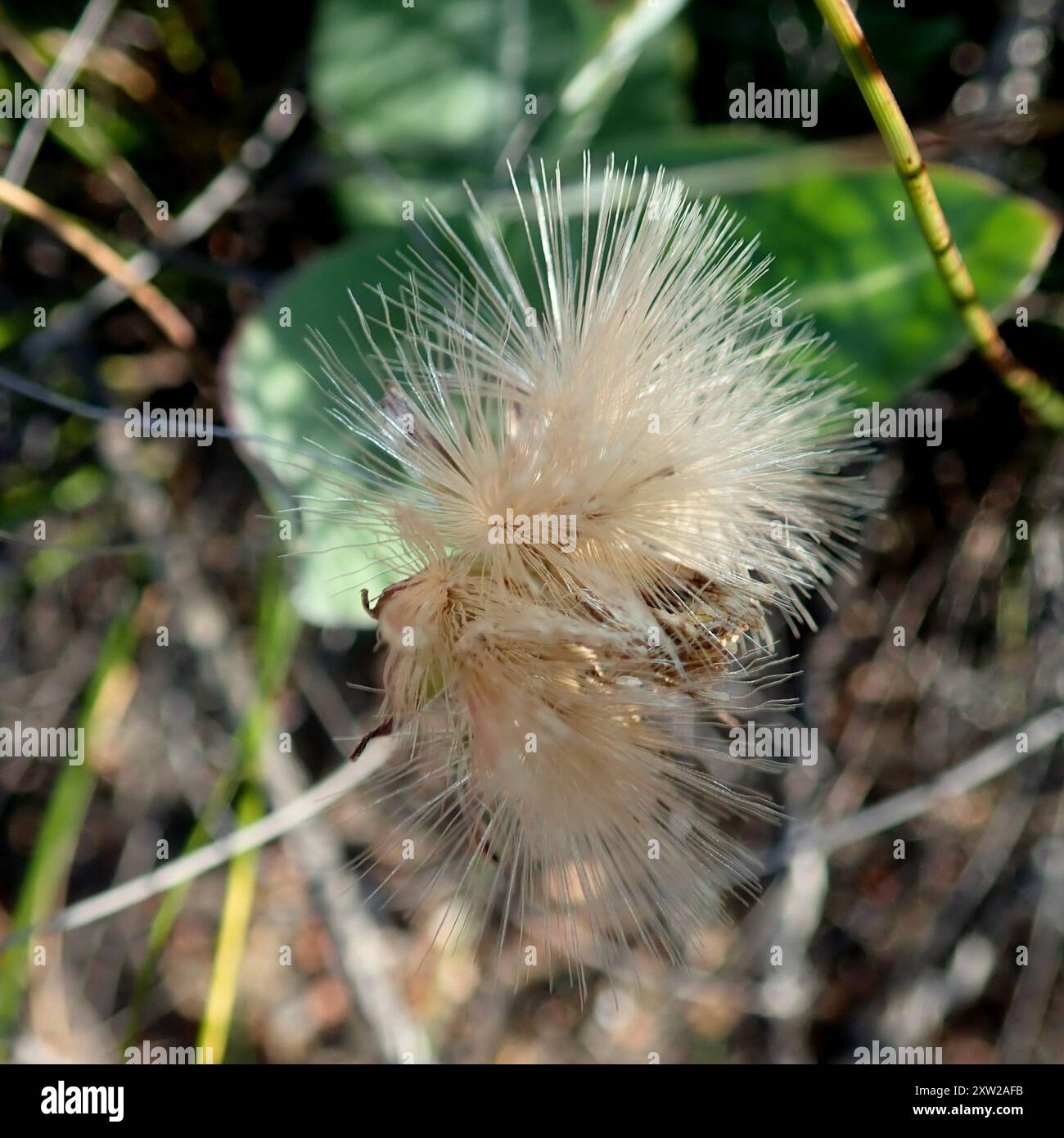 Leafy Babooncabbage (Othonna gymnodiscus) Plantae Stock Photo - Alamy