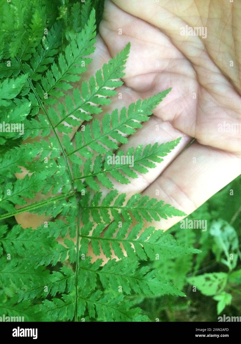 intermediate wood fern (Dryopteris intermedia) Plantae Stock Photo - Alamy