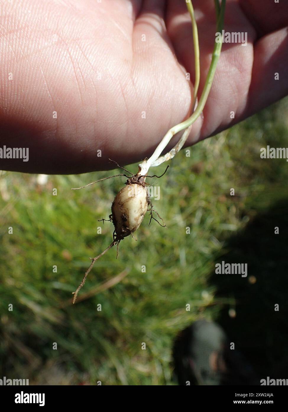 Parish's yampah (Perideridia parishii) Plantae Stock Photo - Alamy