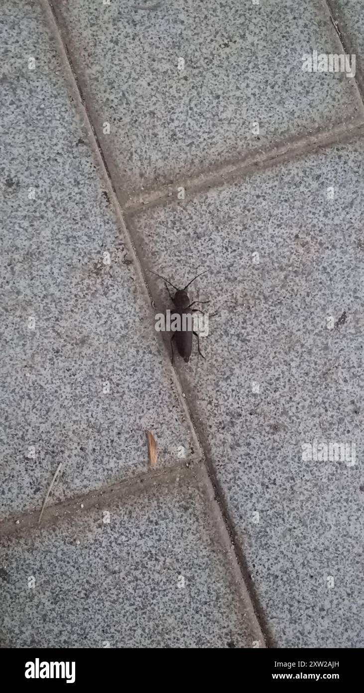 Burnt pine longhorn (Arhopalus ferus) Insecta Stock Photo - Alamy