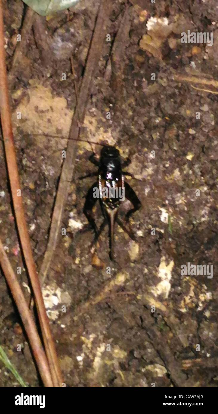 True Crickets and Allies (Grylloidea) Insecta Stock Photo - Alamy