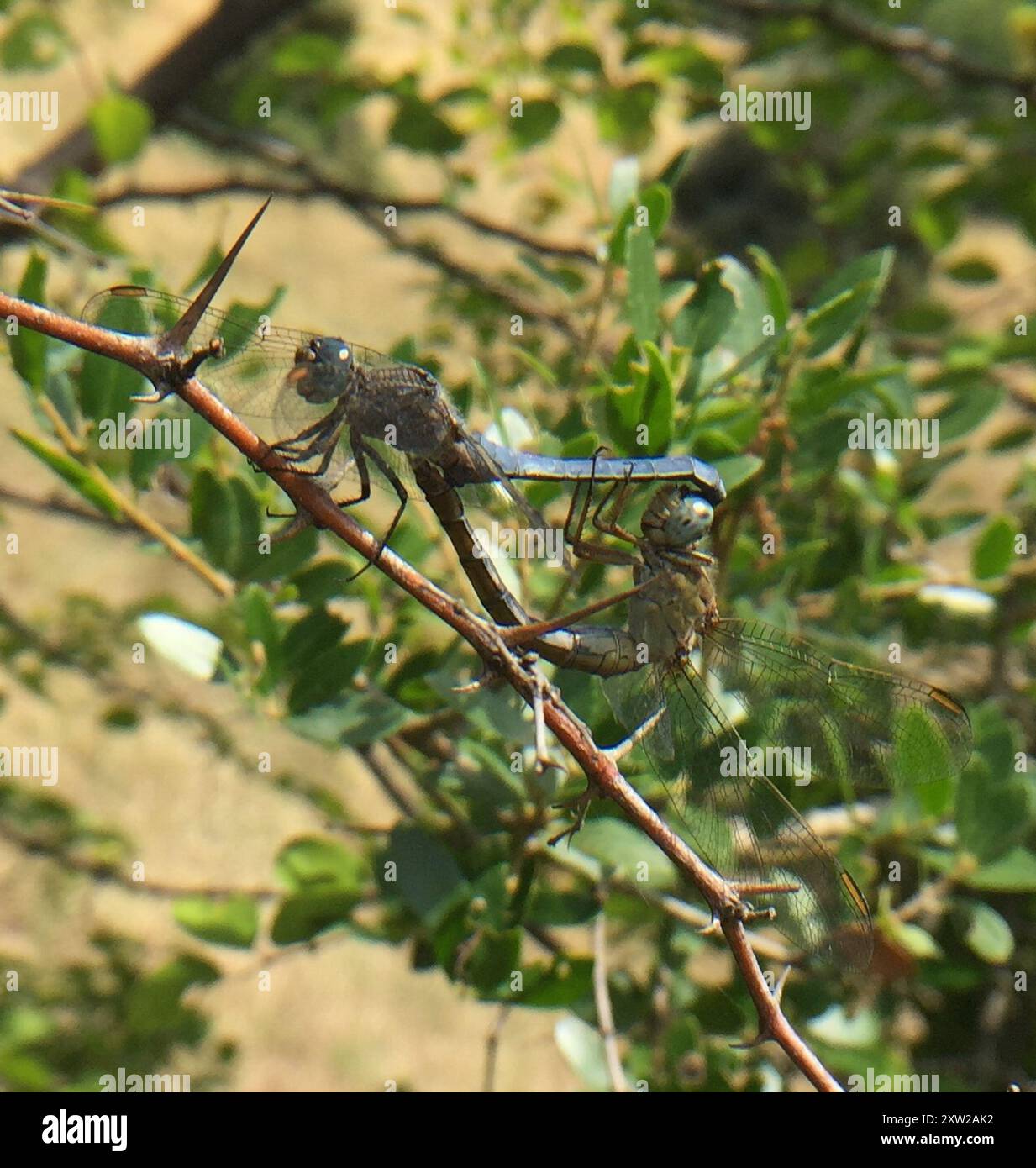 Keeled Skimmer (Orthetrum coerulescens) Insecta Stock Photo - Alamy