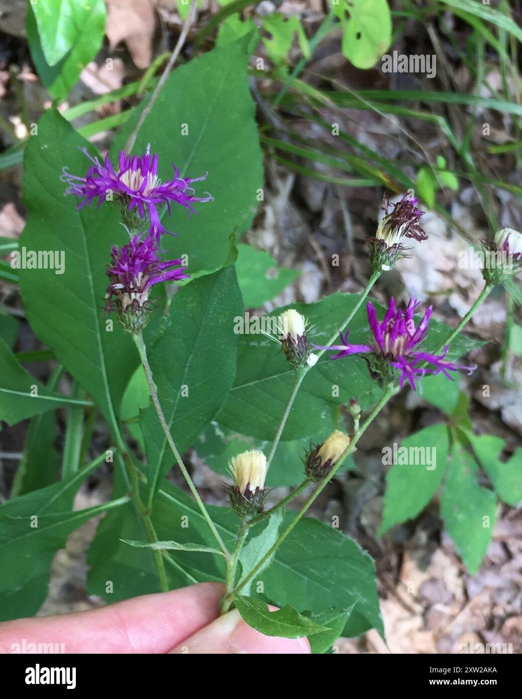 Broadleaf Ironweed (Vernonia glauca) Plantae Stock Photo - Alamy