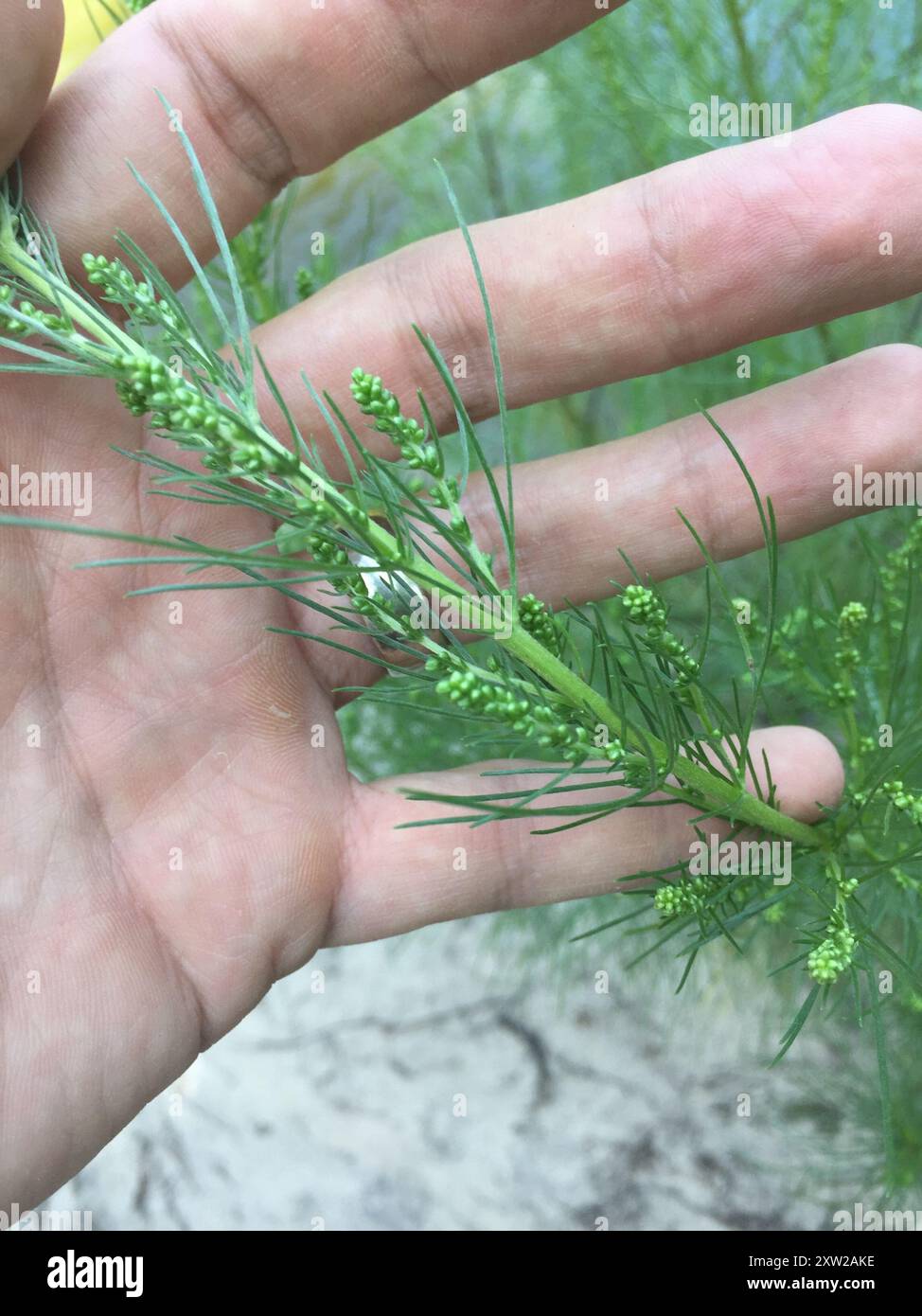 Field Sagewort (Artemisia campestris) Plantae Stock Photo - Alamy