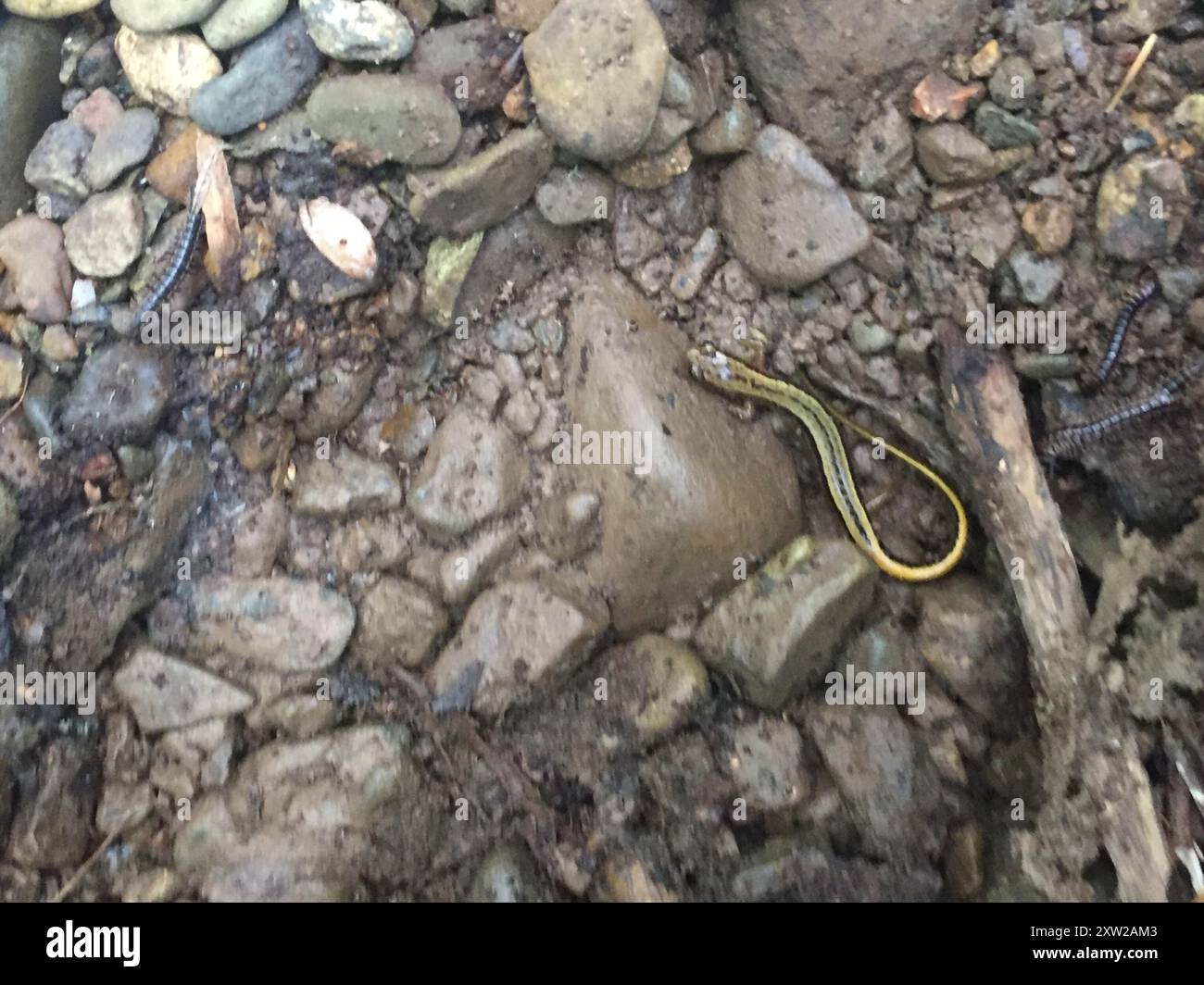 Northern Two-lined Salamander (Eurycea bislineata) Amphibia Stock Photo ...