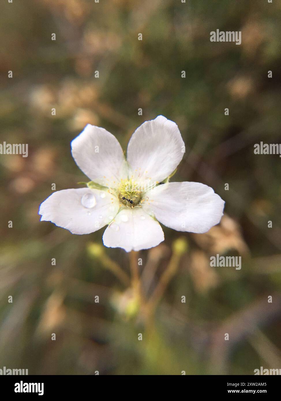 Apache plume (Fallugia paradoxa) Plantae Stock Photo - Alamy