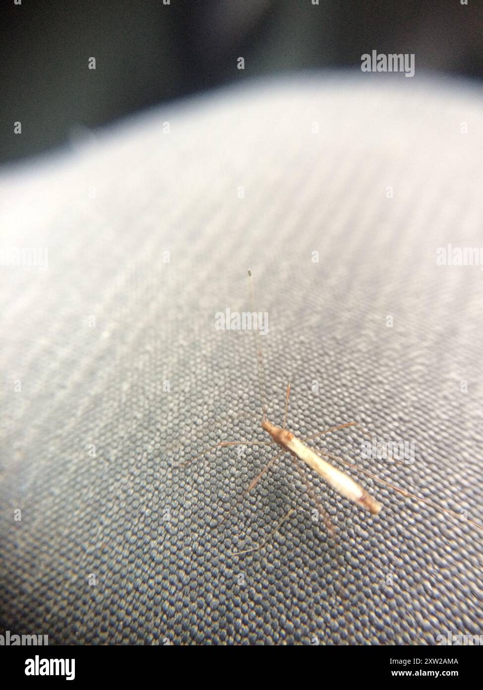 Stilt Bugs (Berytidae) Insecta Stock Photo - Alamy