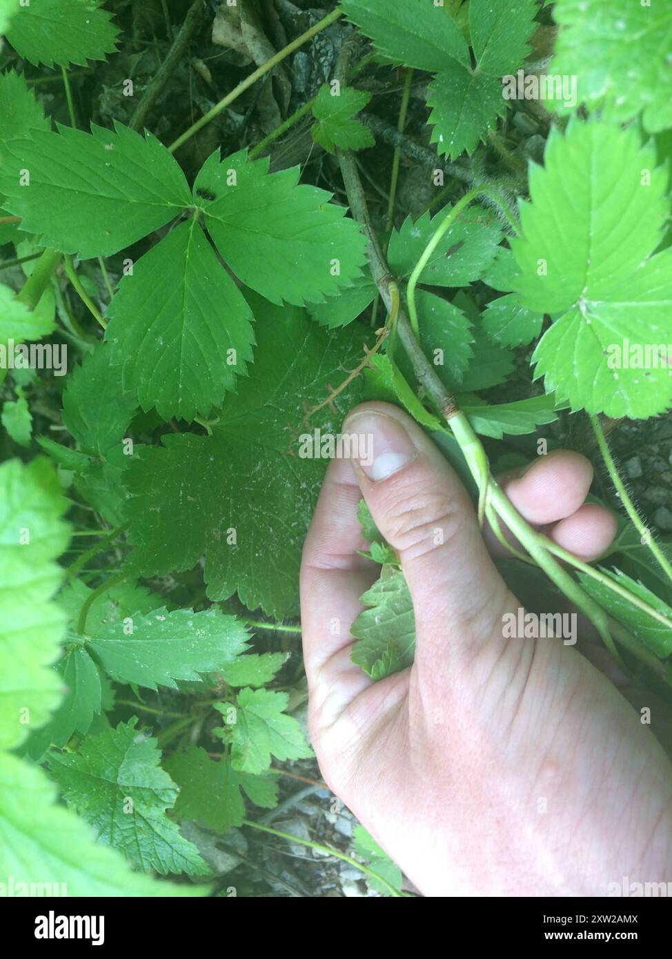skunk currant (Ribes glandulosum) Plantae Stock Photo - Alamy