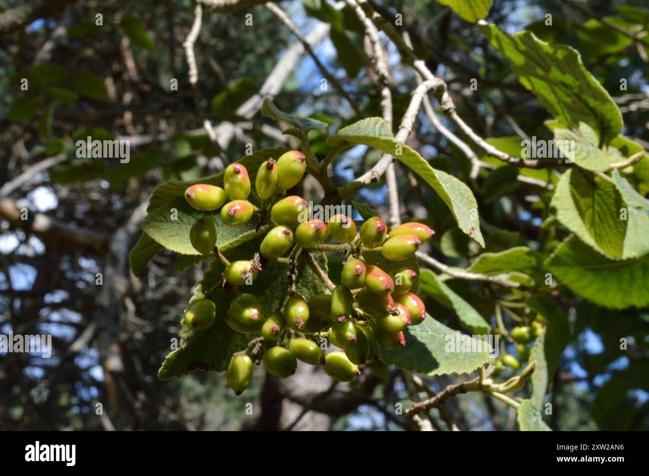 Wayfaring-tree (Viburnum lantana) Plantae Stock Photo - Alamy