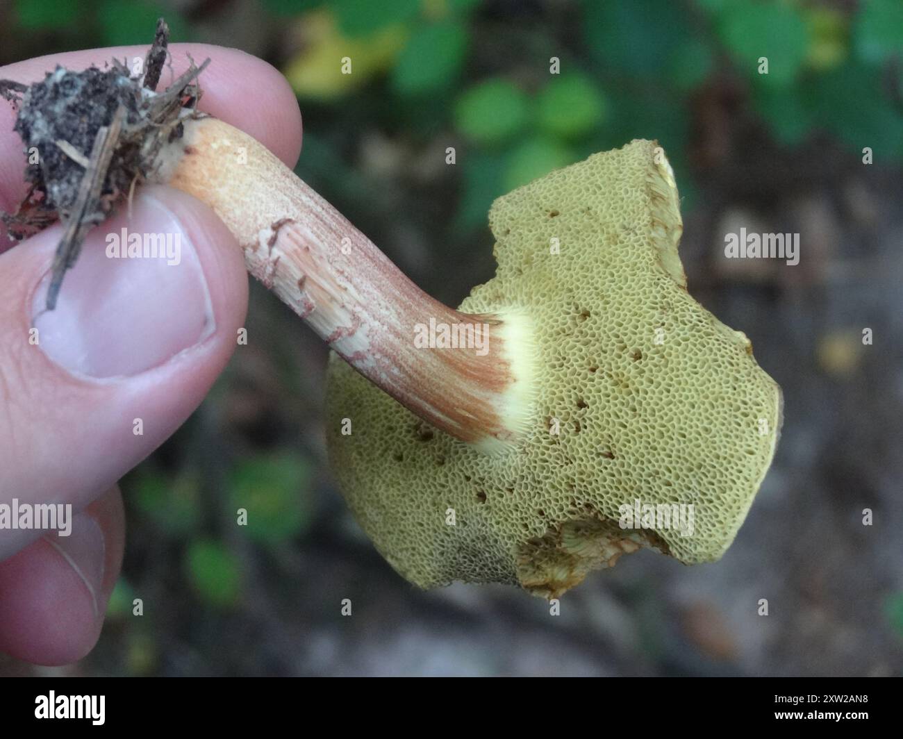 Red-cracking Bolete (Xerocomellus chrysenteron) Fungi Stock Photo - Alamy