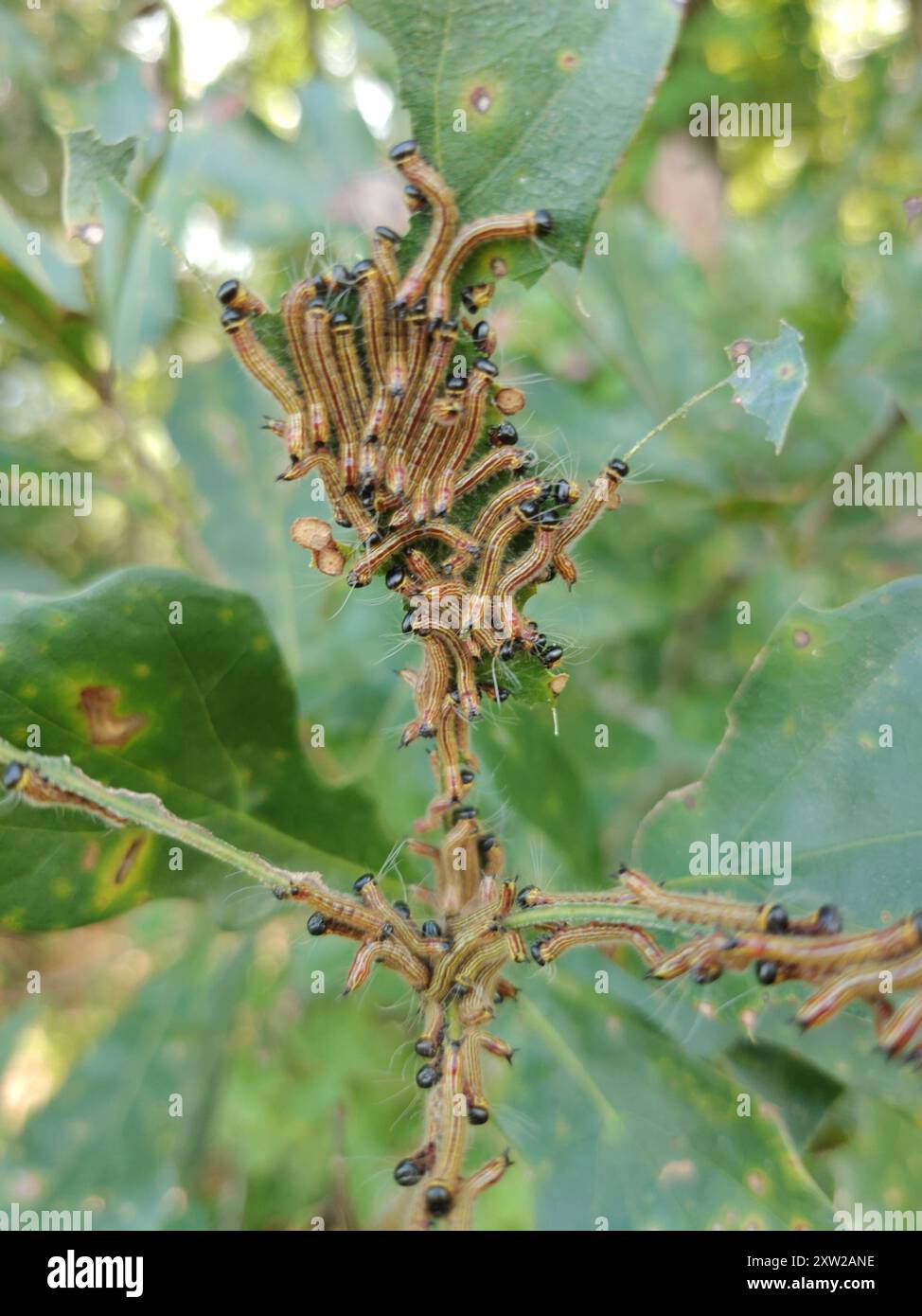 Yellow-necked Caterpillar Moth (Datana ministra) Insecta Stock Photo ...