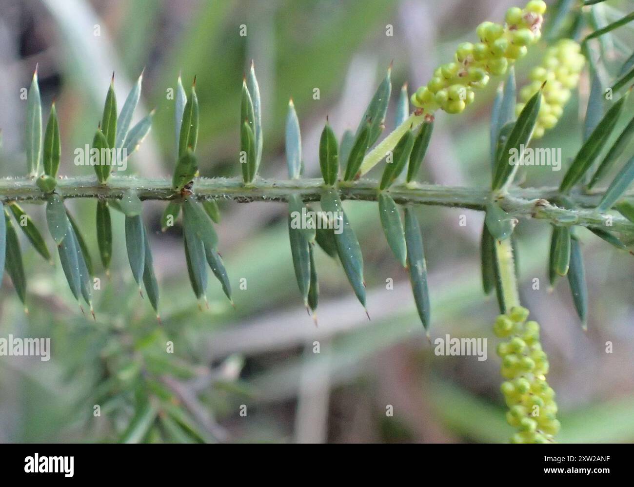 Prickly moses (Acacia verticillata) Plantae Stock Photo - Alamy