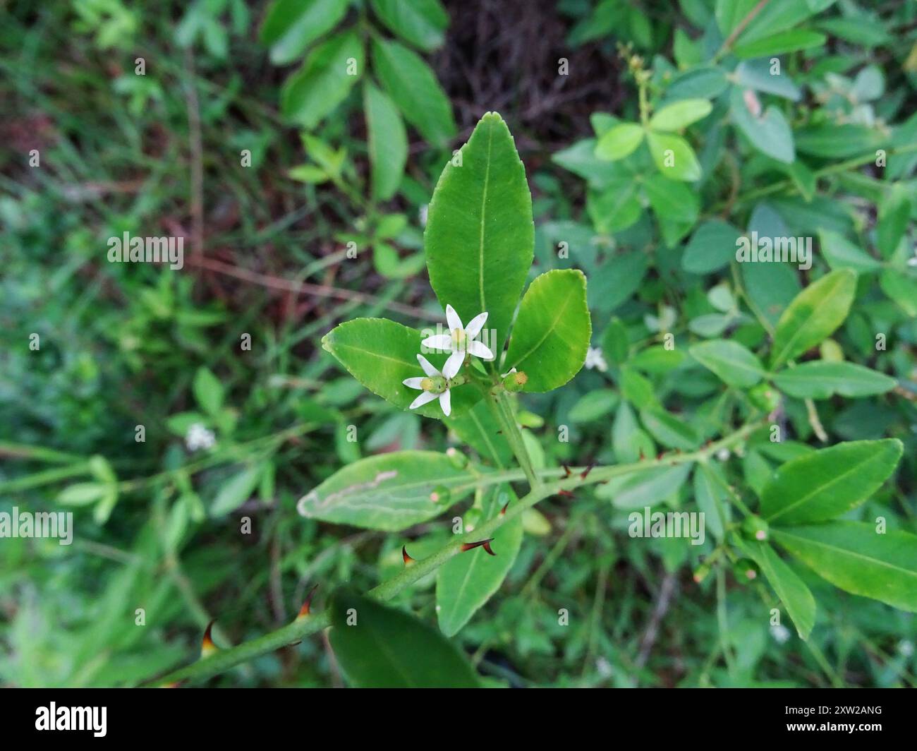orange climber (Zanthoxylum asiaticum) Plantae Stock Photo - Alamy