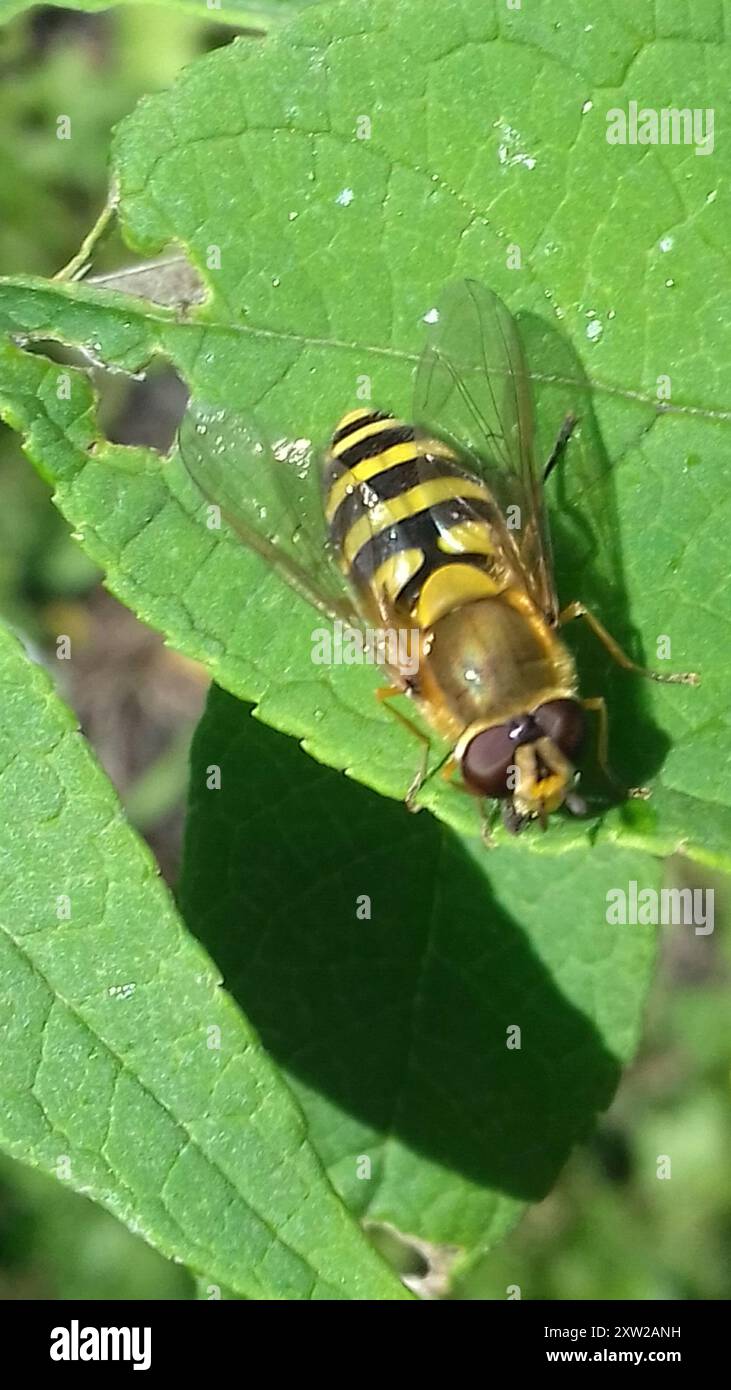 Common Flower Flies (Syrphus) Insecta Stock Photo - Alamy