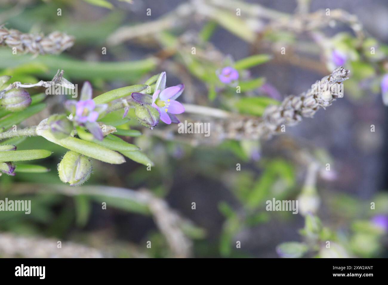 Saltmarsh Sand Spurry (Spergularia marina) Plantae Stock Photo - Alamy