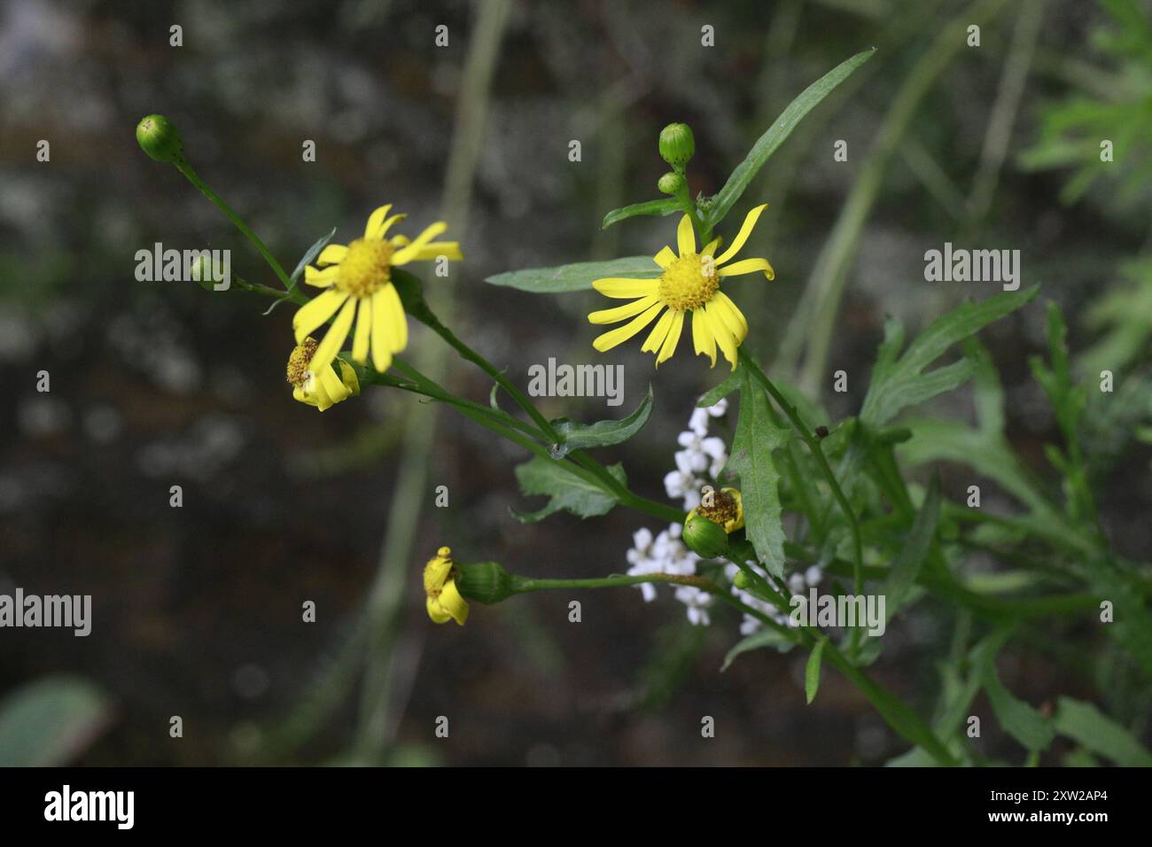 Oxford Ragwort (Senecio squalidus) Plantae Stock Photo - Alamy