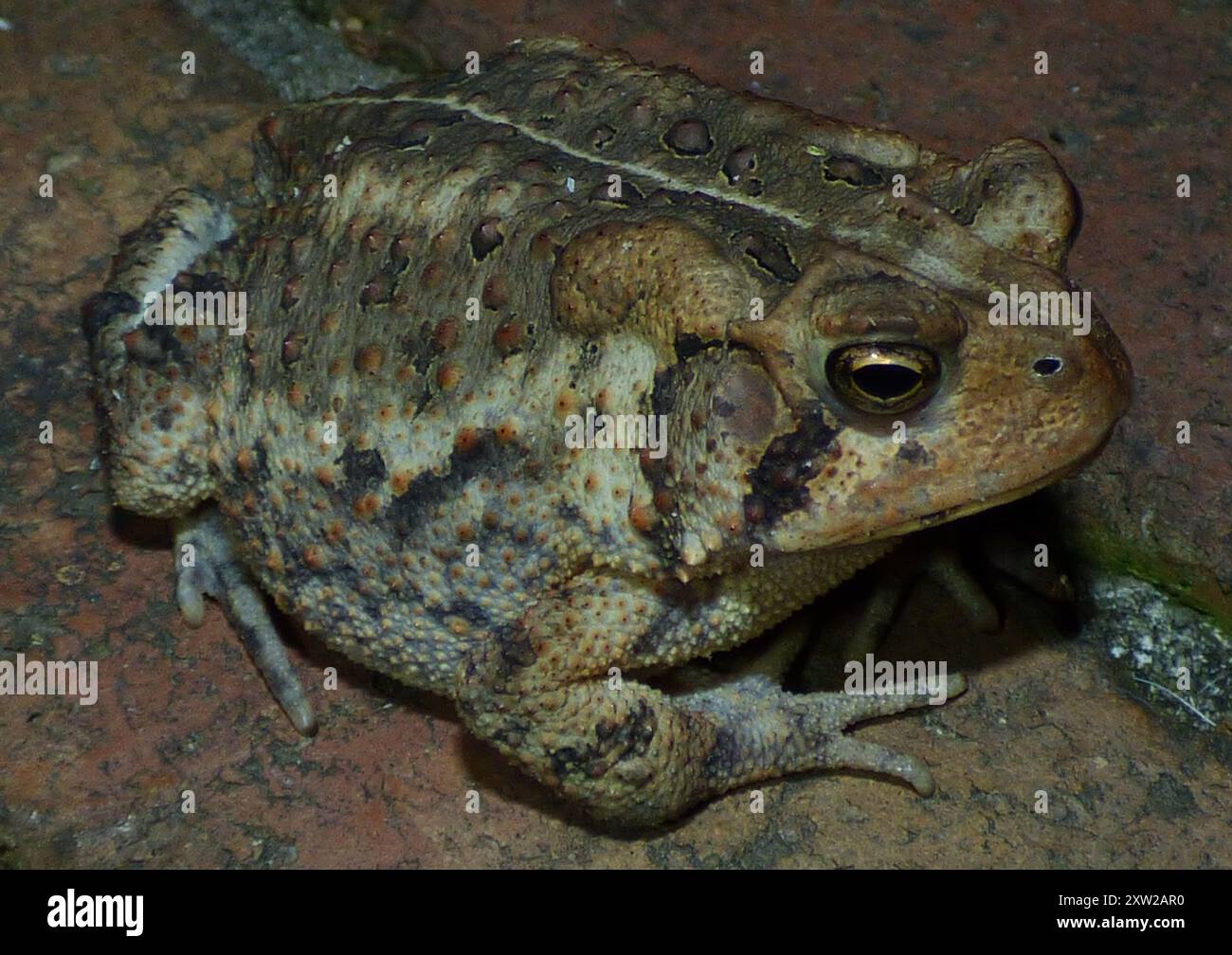 American Toad (Anaxyrus americanus) Amphibia Stock Photo - Alamy