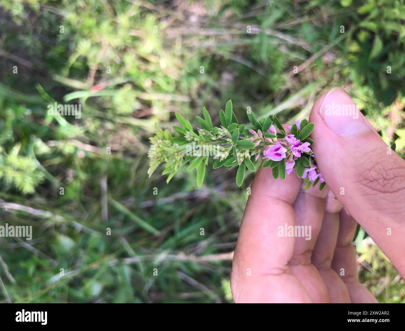 slender bush clover (Lespedeza virginica) Plantae Stock Photo - Alamy
