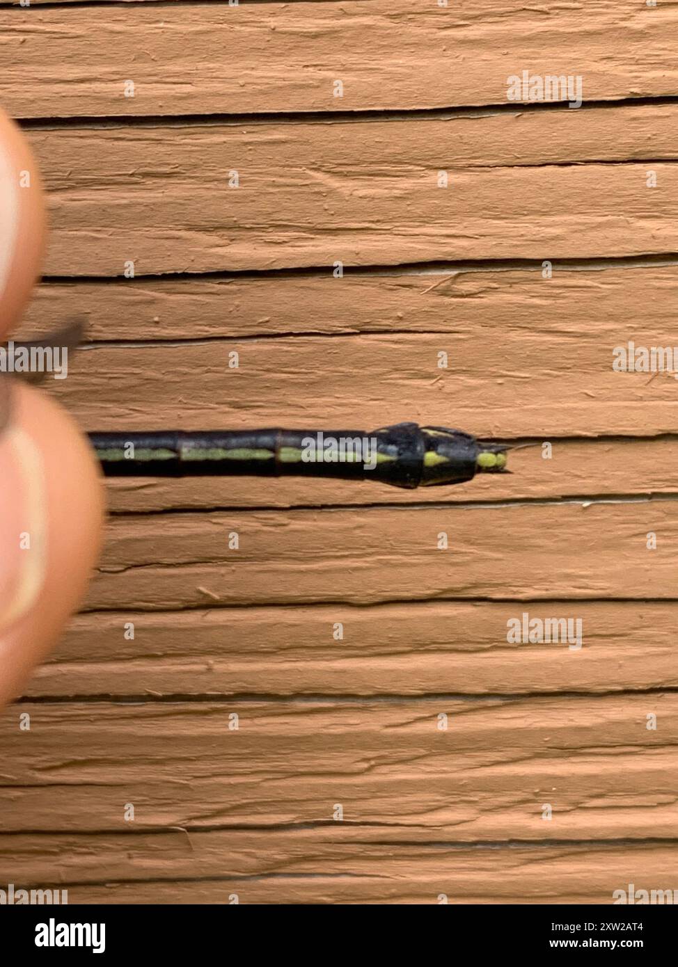 Black-shouldered Spinyleg (Dromogomphus spinosus) Insecta Stock Photo ...