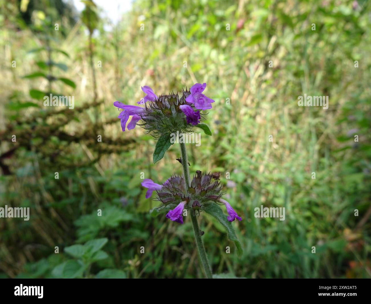 Wild Basil (Clinopodium vulgare) Plantae Stock Photo - Alamy