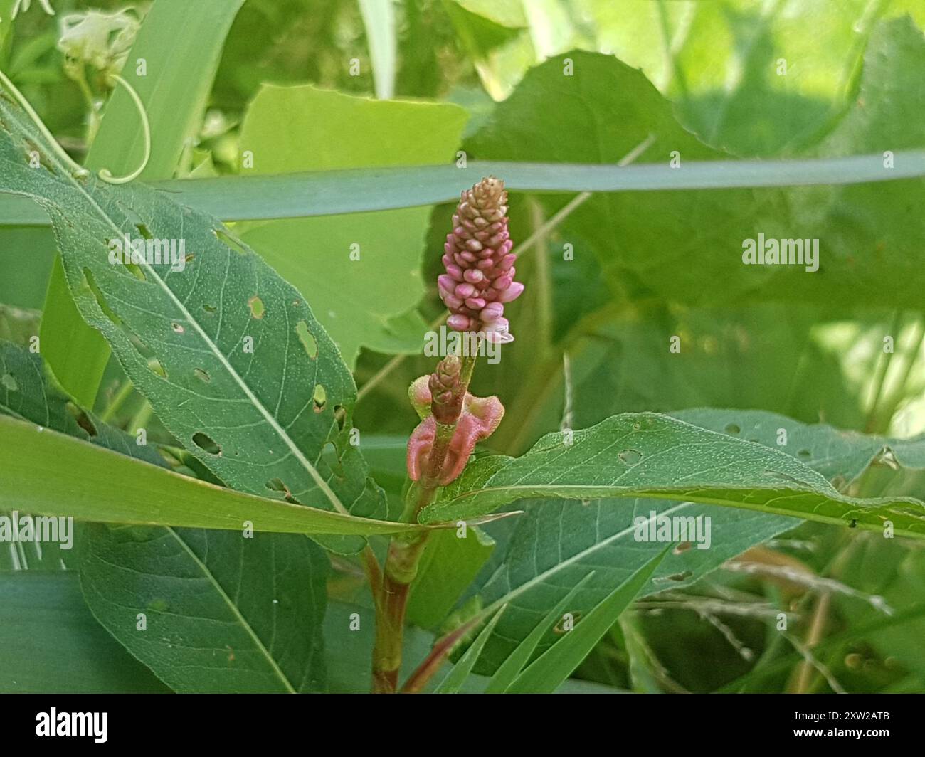 water smartweed (Persicaria amphibia) Plantae Stock Photo - Alamy