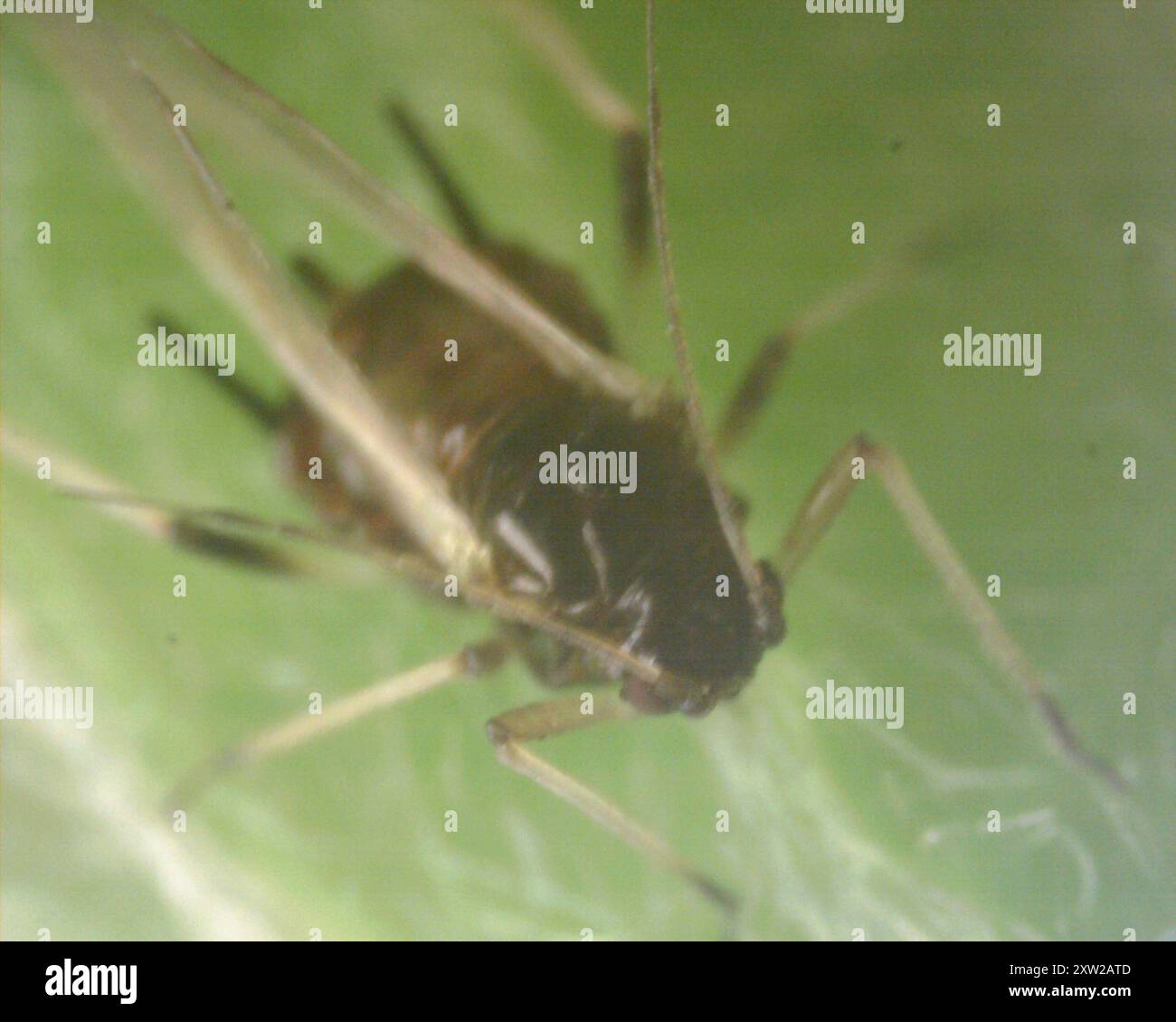 Aphids (Aphididae) Insecta Stock Photo - Alamy