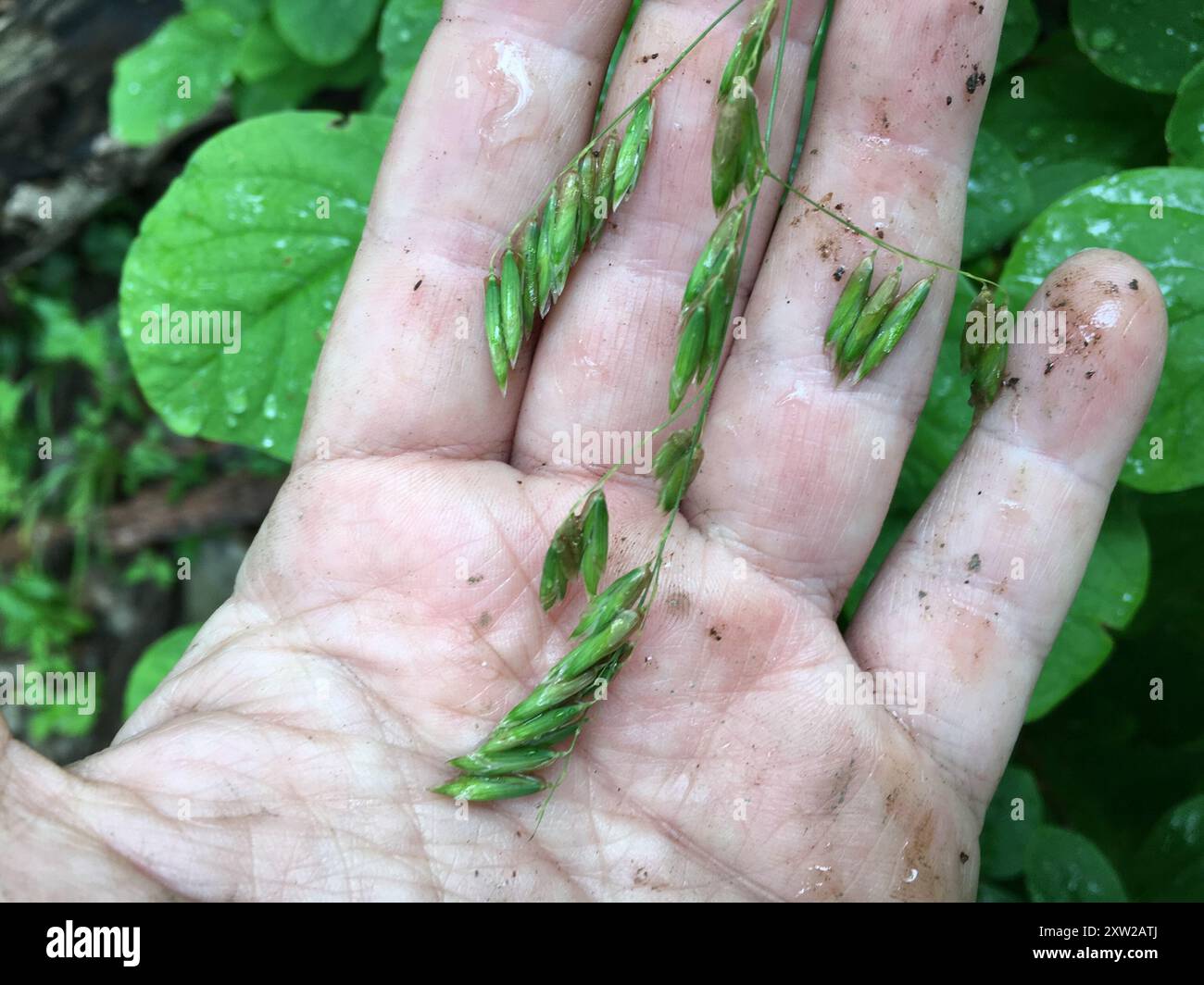 Threeflower Melicgrass (Melica nitens) Plantae Stock Photo - Alamy