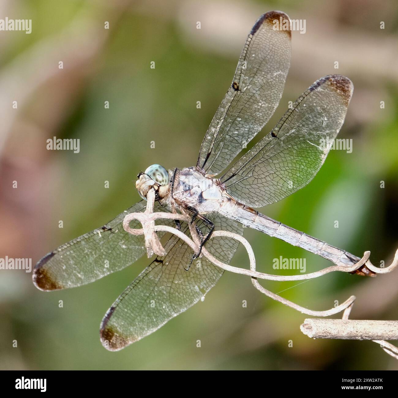 Great Blue Skimmer (Libellula vibrans) Insecta Stock Photo - Alamy