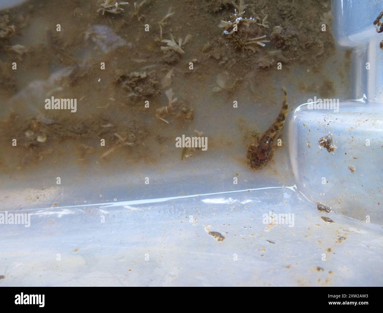 Oyster Toadfish (Opsanus tau) Actinopterygii Stock Photo - Alamy