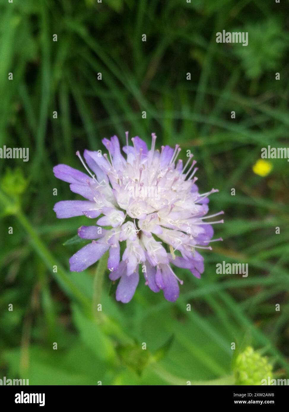 Field Scabious (Knautia arvensis) Plantae Stock Photo - Alamy