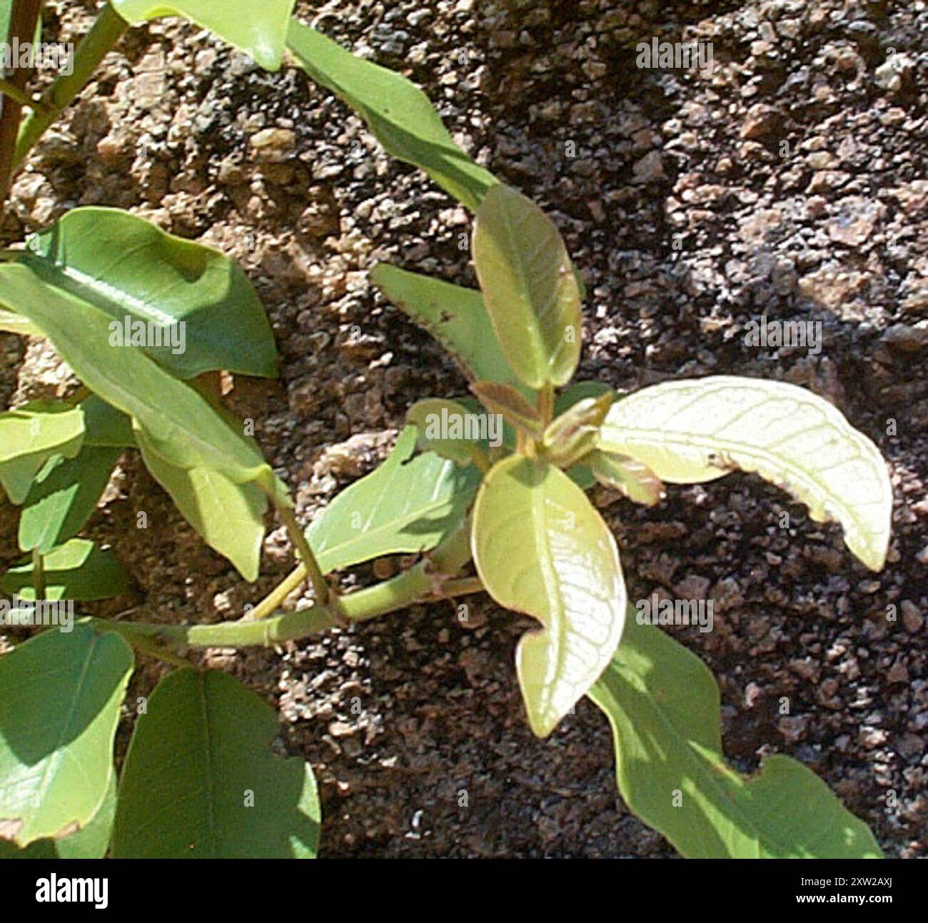 Common Wild Fig (Ficus burkei) Plantae Stock Photo - Alamy