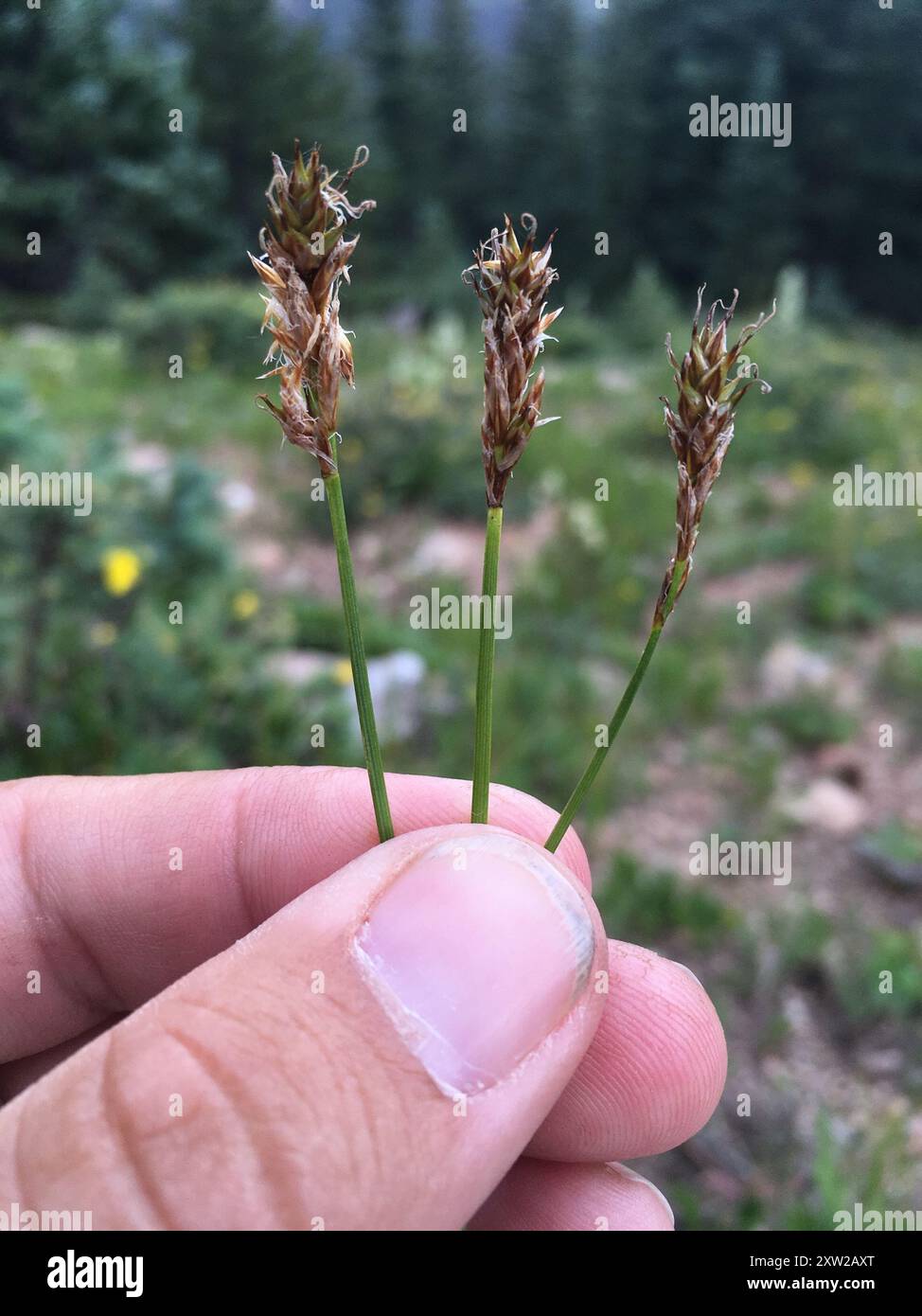 dry land sedge (Carex siccata) Plantae Stock Photo - Alamy