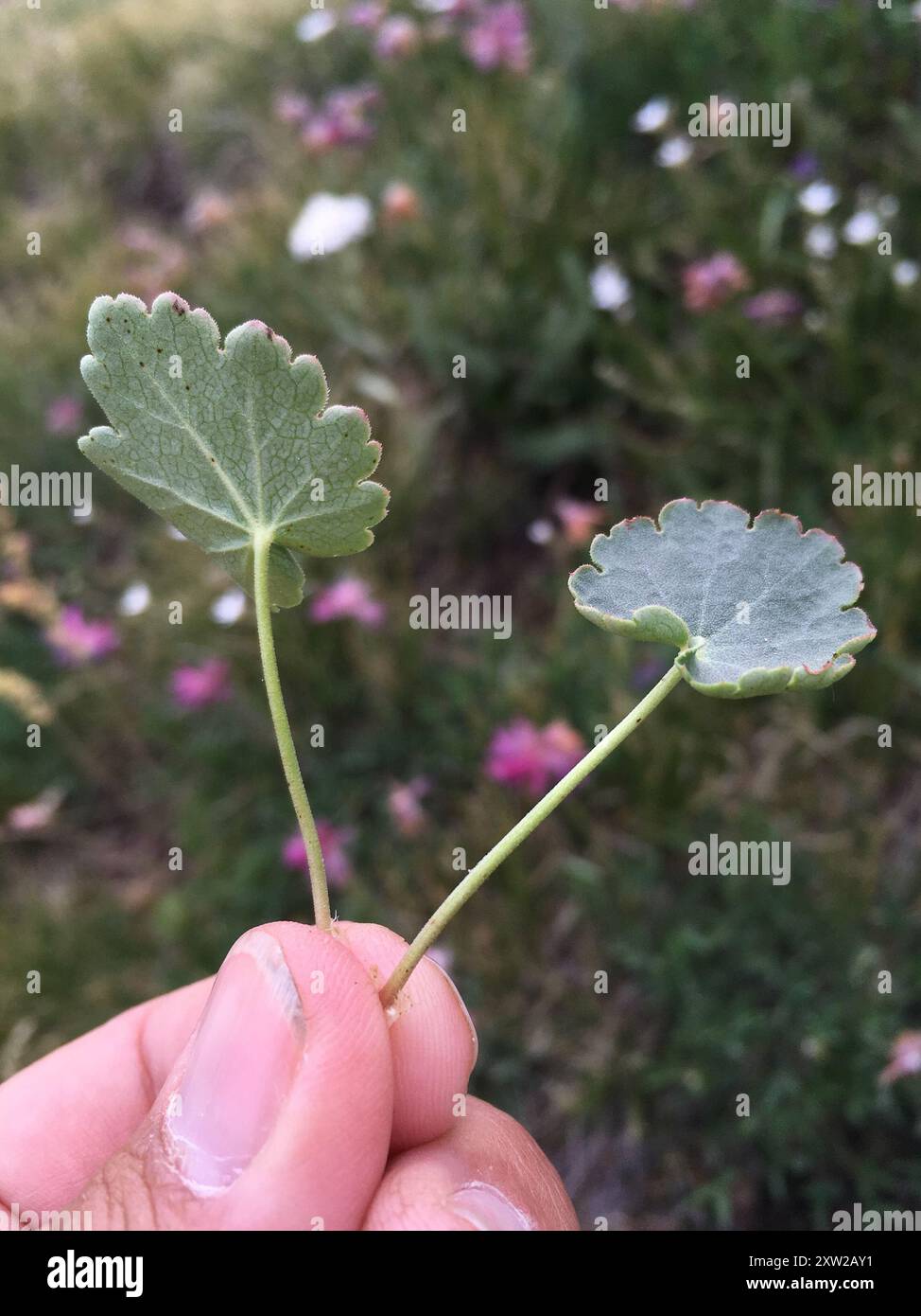 littleleaf alumroot (Heuchera parvifolia) Plantae Stock Photo - Alamy