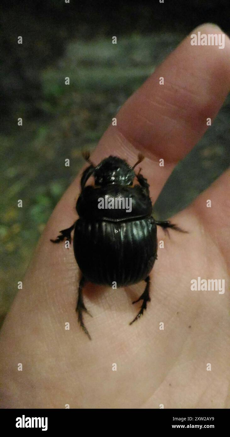 Carolina Copris (Dichotomius carolinus) Insecta Stock Photo - Alamy