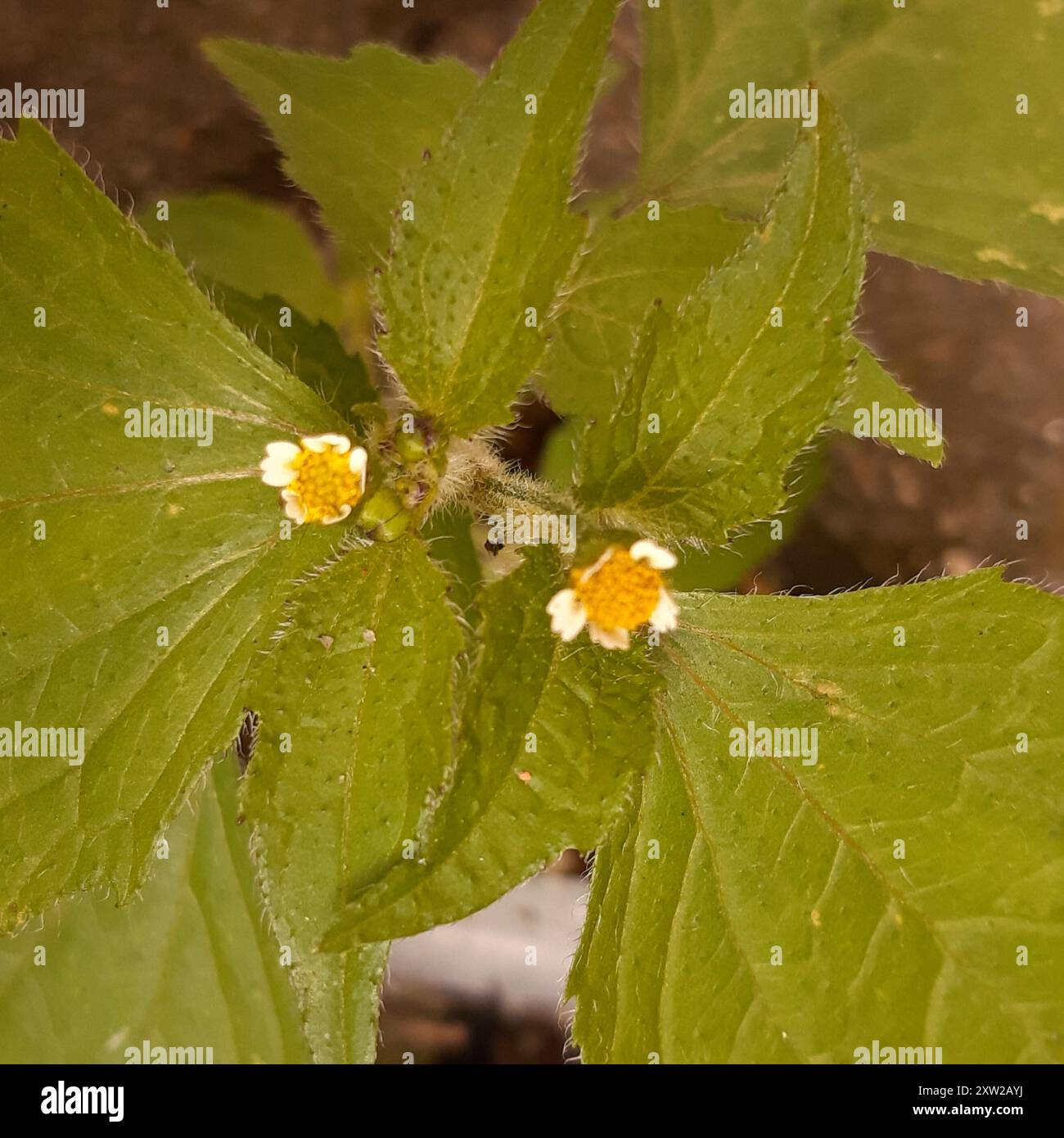 shaggy soldier (Galinsoga quadriradiata) Plantae Stock Photo - Alamy