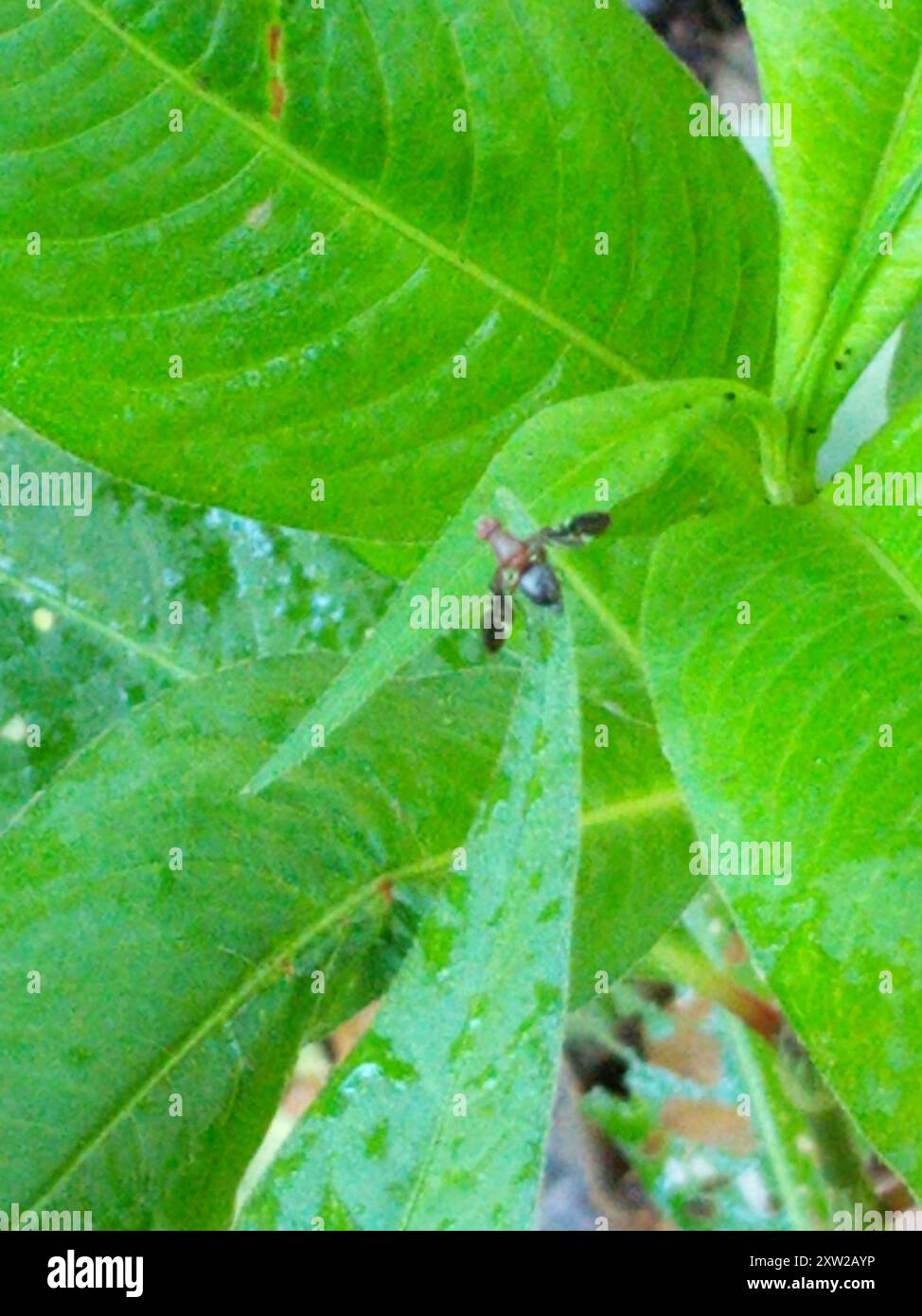 Common Picture-winged Fly (Delphinia picta) Insecta Stock Photo - Alamy