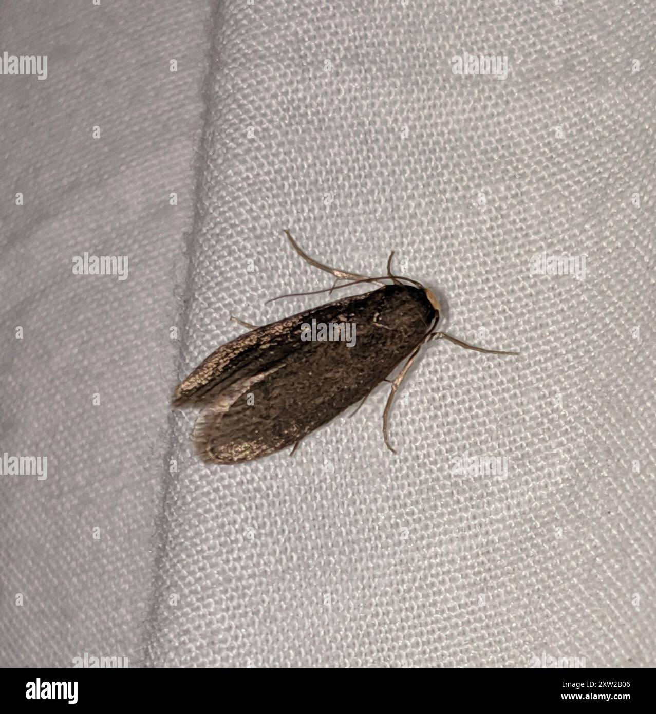 Lesser Wax Moth (Achroia grisella) Insecta Stock Photo - Alamy