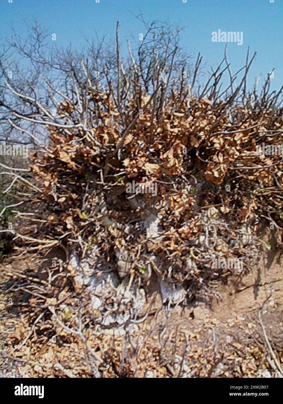 Large-leaved rock fig (Ficus abutilifolia) Plantae Stock Photo - Alamy