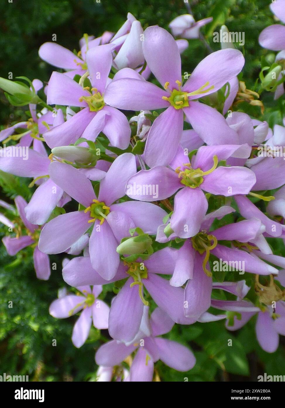 Rosepink (Sabatia angularis) Plantae Stock Photo - Alamy