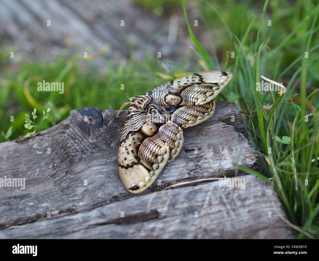 Taiwan Owl Moth (Brahmaea wallichii insulata) Insecta Stock Photo - Alamy