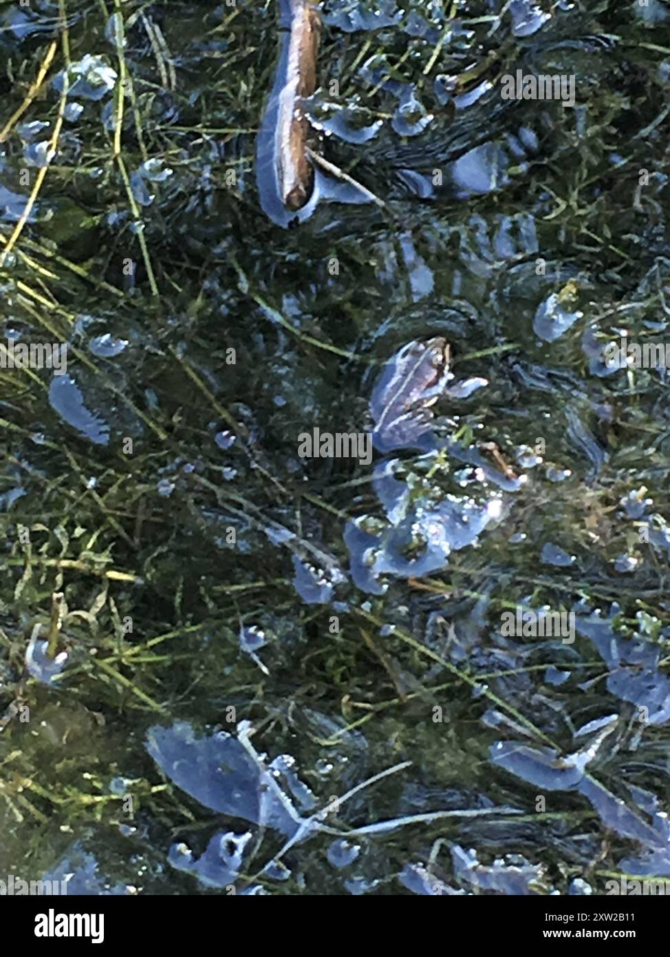 Water Frogs (Pelophylax) Amphibia Stock Photo - Alamy