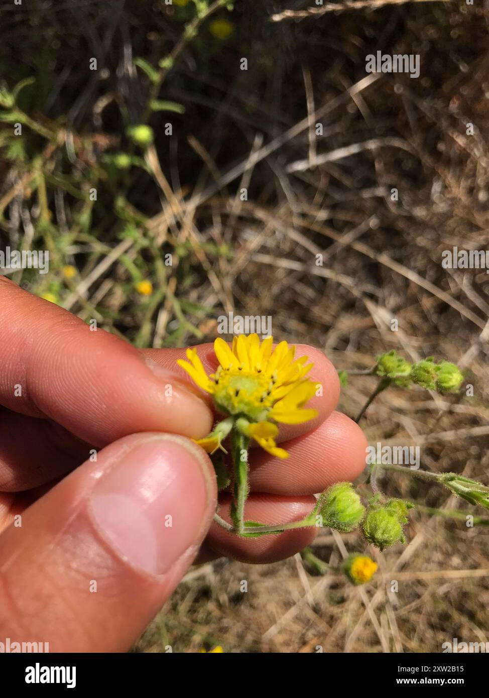 Yellow Hayfield Tarplant (Hemizonia congesta lutescens) Plantae Stock ...