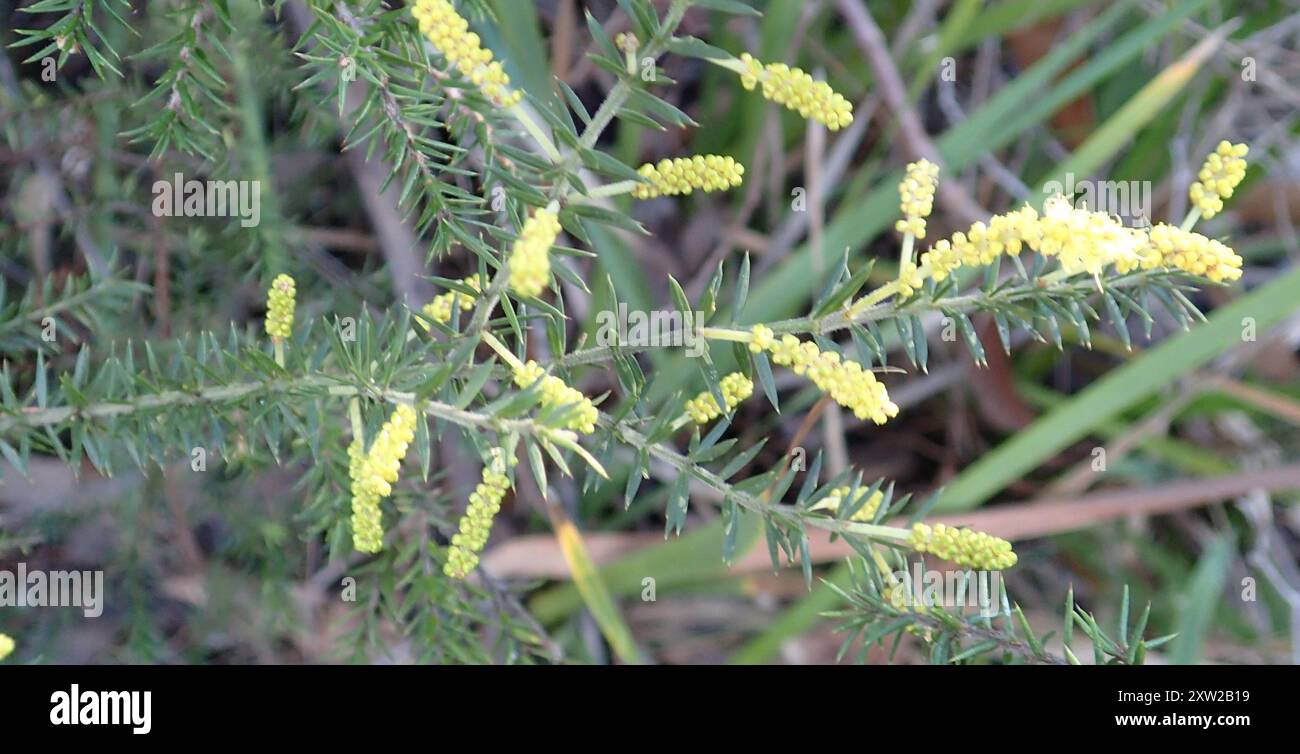Prickly moses (Acacia verticillata) Plantae Stock Photo - Alamy