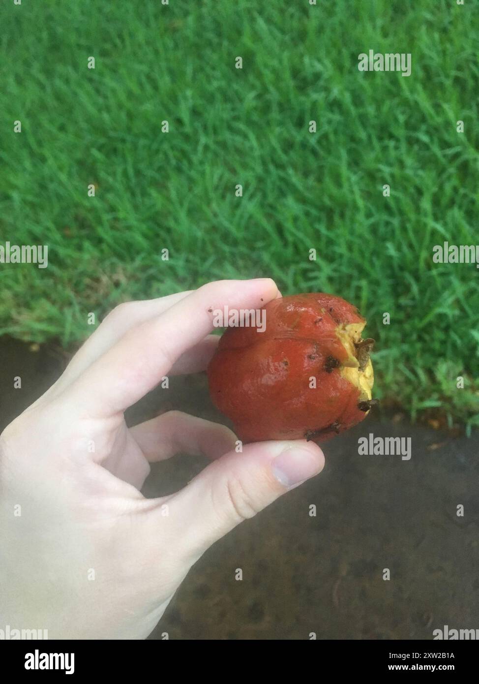 Ackee (Blighia sapida) Plantae Stock Photo - Alamy