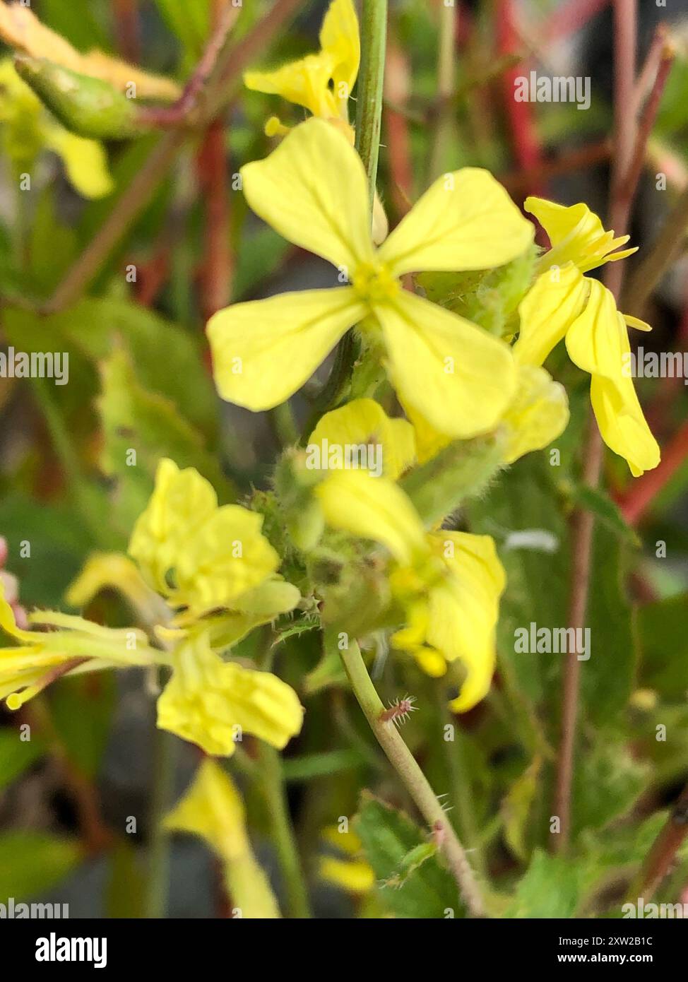 Jointed Charlock (Raphanus raphanistrum) Plantae Stock Photo - Alamy