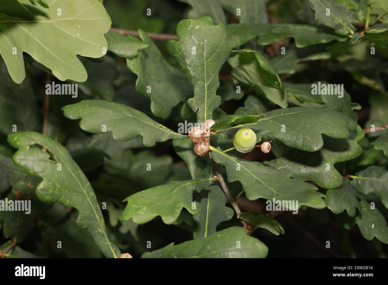 English oak (Quercus robur) Plantae Stock Photo - Alamy