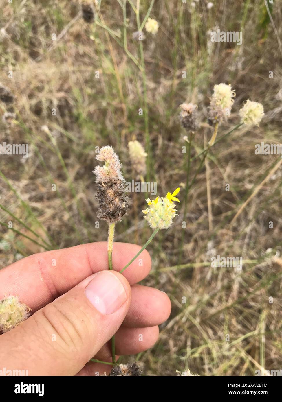 Golden Prairie Clover (Dalea aurea) Plantae Stock Photo - Alamy