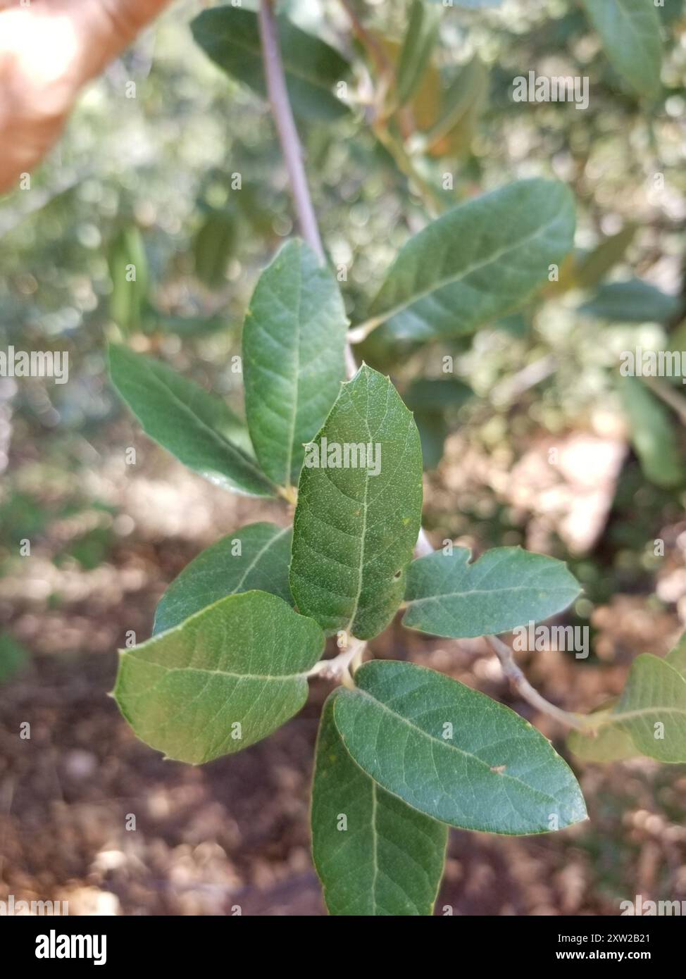 gray oak (Quercus grisea) Plantae Stock Photo - Alamy
