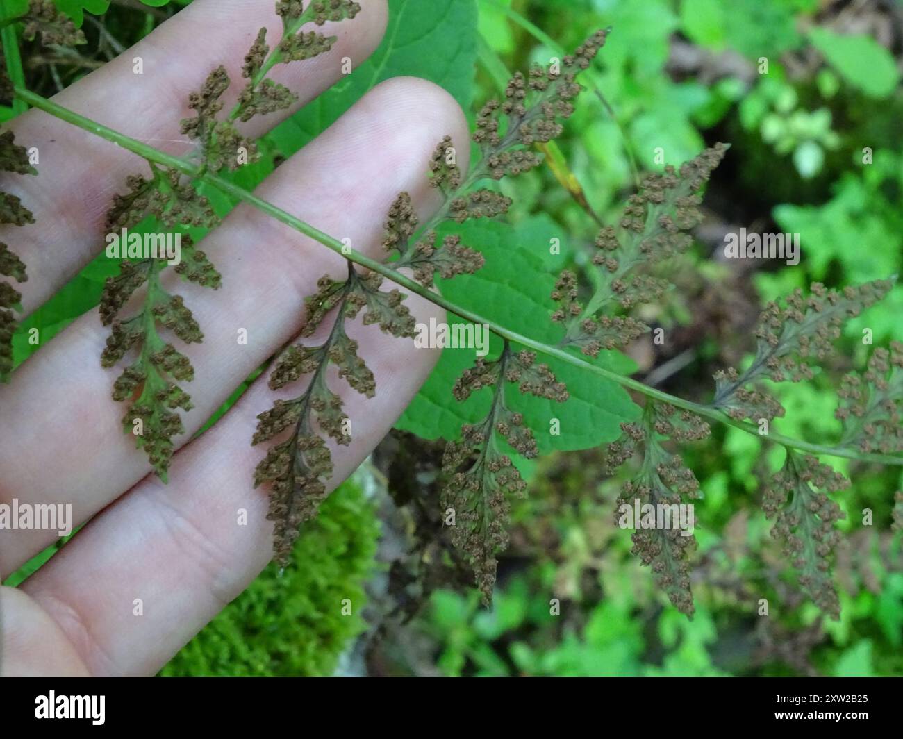 Mackay's Fragile Fern (Cystopteris tenuis) Plantae Stock Photo - Alamy