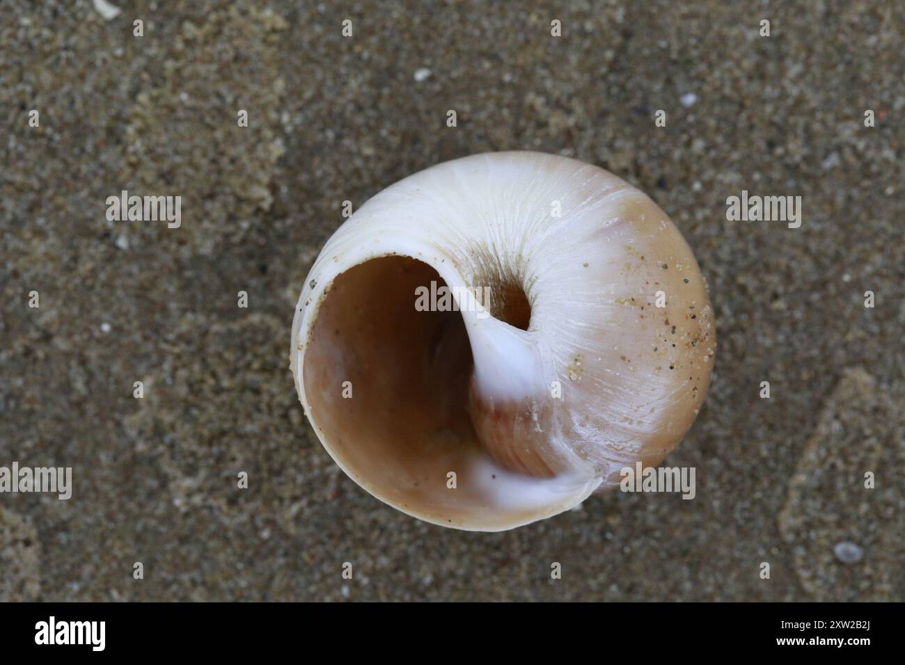 Large Necklace Shell (Euspira catena) Mollusca Stock Photo - Alamy